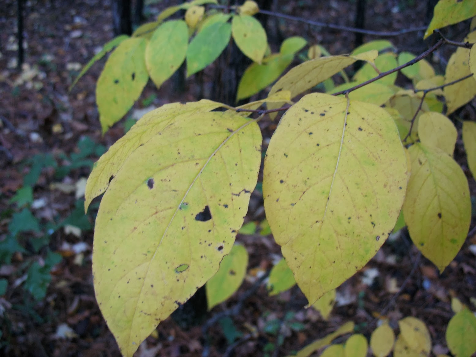 Using Georgia Native Plants: The Great Reveal