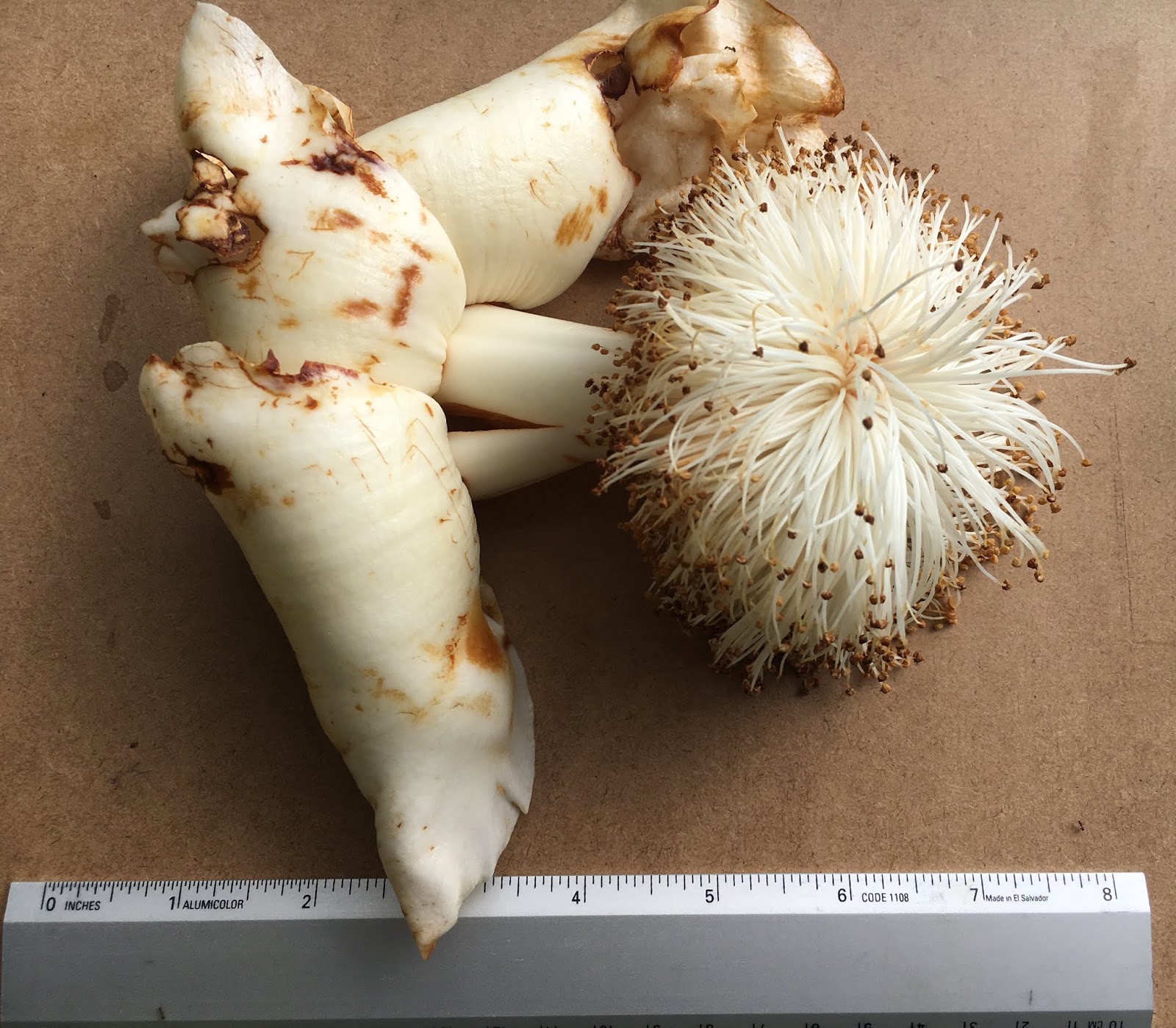 Adansonia digitata (Baobab)