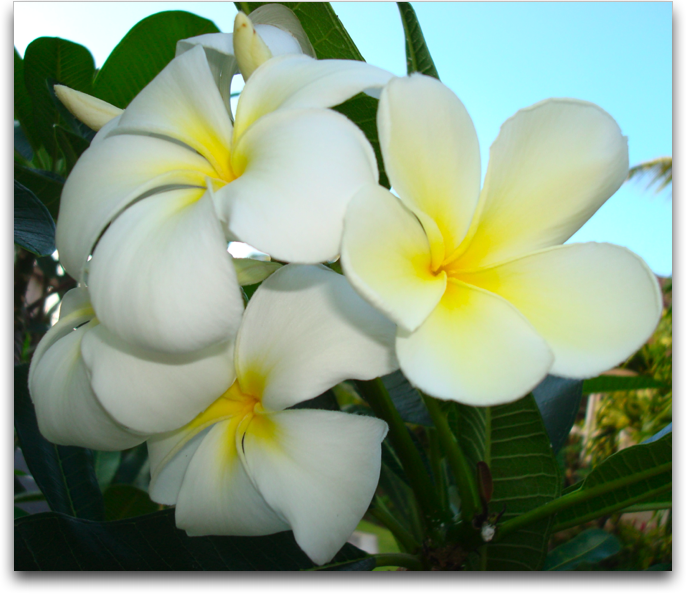 Panduan Untuk Kediaman Idaman: Pokok Bunga Kemboja (Plumeria)