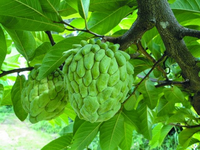 Viveiro Oliveira: Atemóia