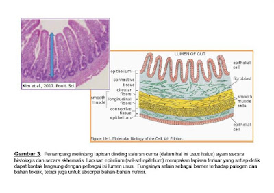 SIASAT PAMUNGKAS PASCA NON-AGP (BAG. I: GUT INTEGRITY)