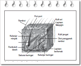 Indera Pengecap dan Peraba ~ coretan guru