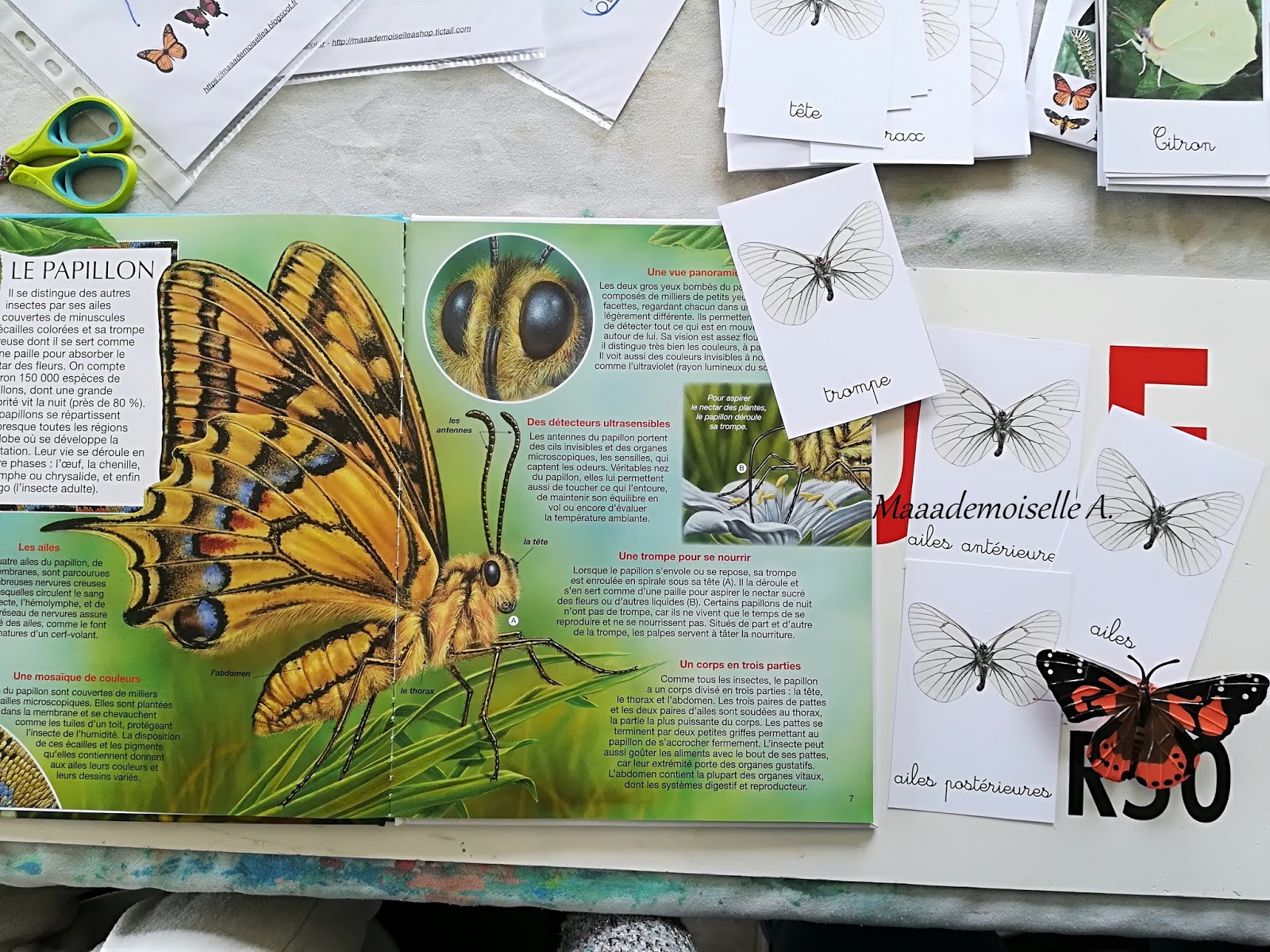 Maaademoiselle A.: || Nos activités sur les papillons