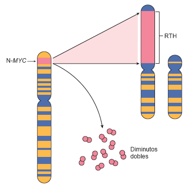 bmcancer: 5. Modos de Acción de los oncógenes en tumores humanos asociados