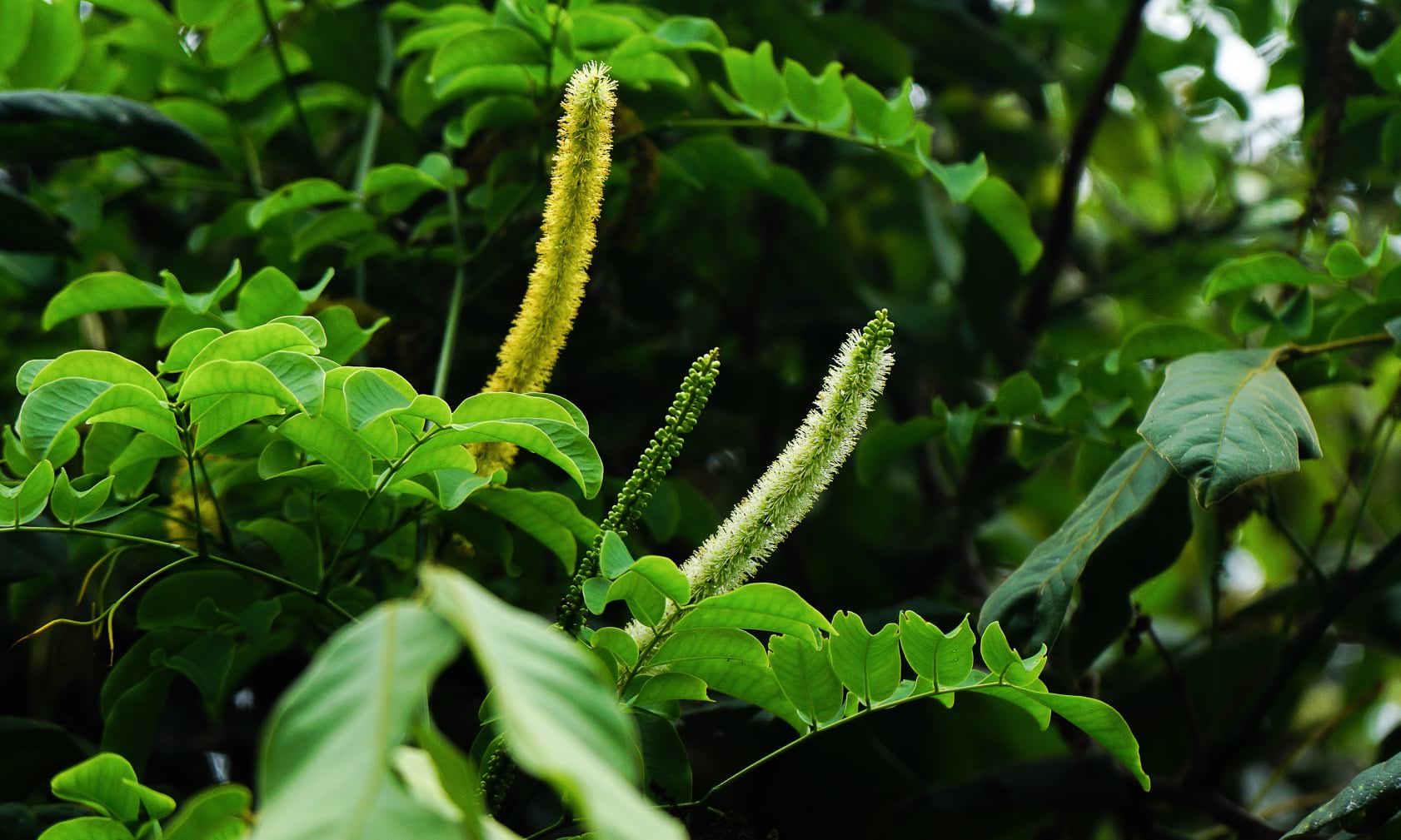 Entada phaseoloides (L.) Merr.