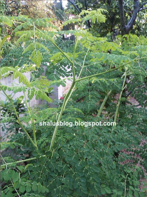 Herbal Medicinal Plants - Ayurveda Sasyangal: Herbal medicines