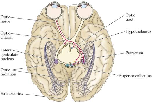 the-visual-system-pathways-to-brain.jpg