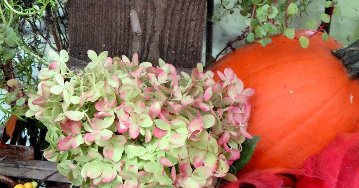 The Marmelade Gypsy: Southern Exposure: Hops and Bittersweet Swag