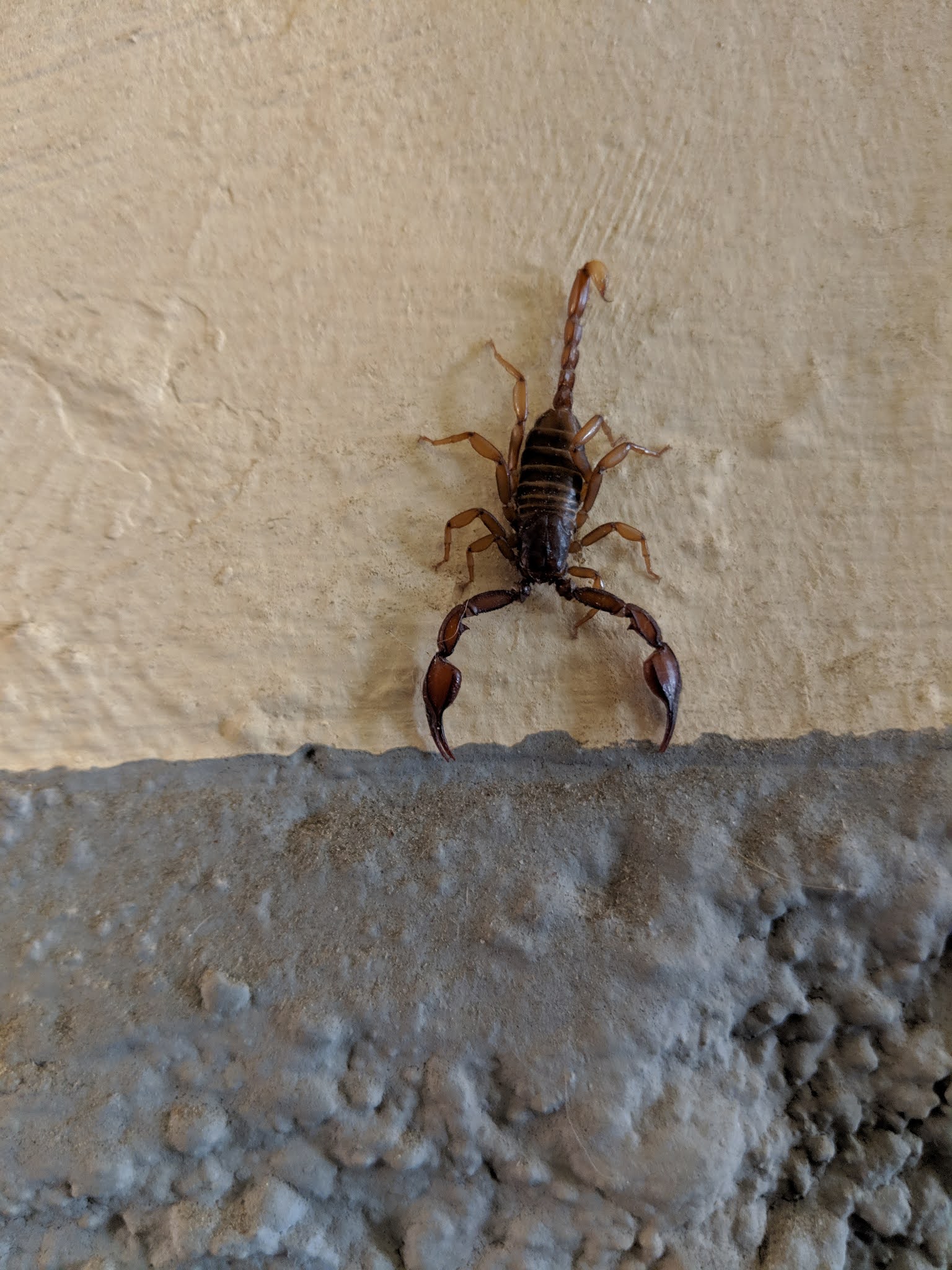 TravelMarx: A Little Respect for our Italian Scorpion Friends