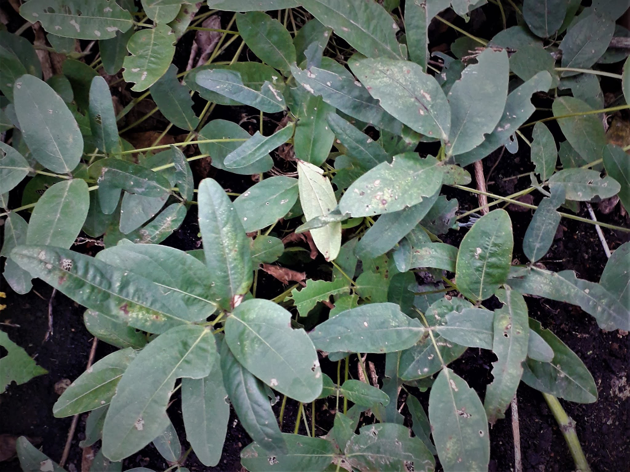 eMalangeni Forest: Indlubu an indigenous ground bean eMalangeni Forest