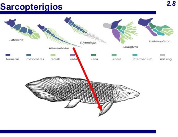 Con los pies sobre la tierra: el origen de los cuadrúpedos.