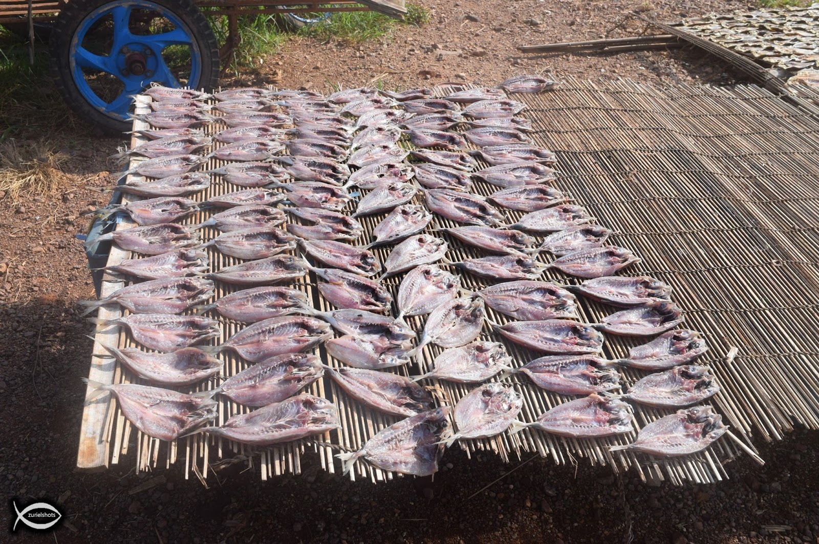 Zuriel Shots: Lamayo Fish