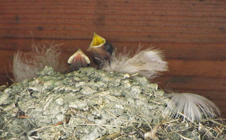 Contemplative Photography: Hatch it out