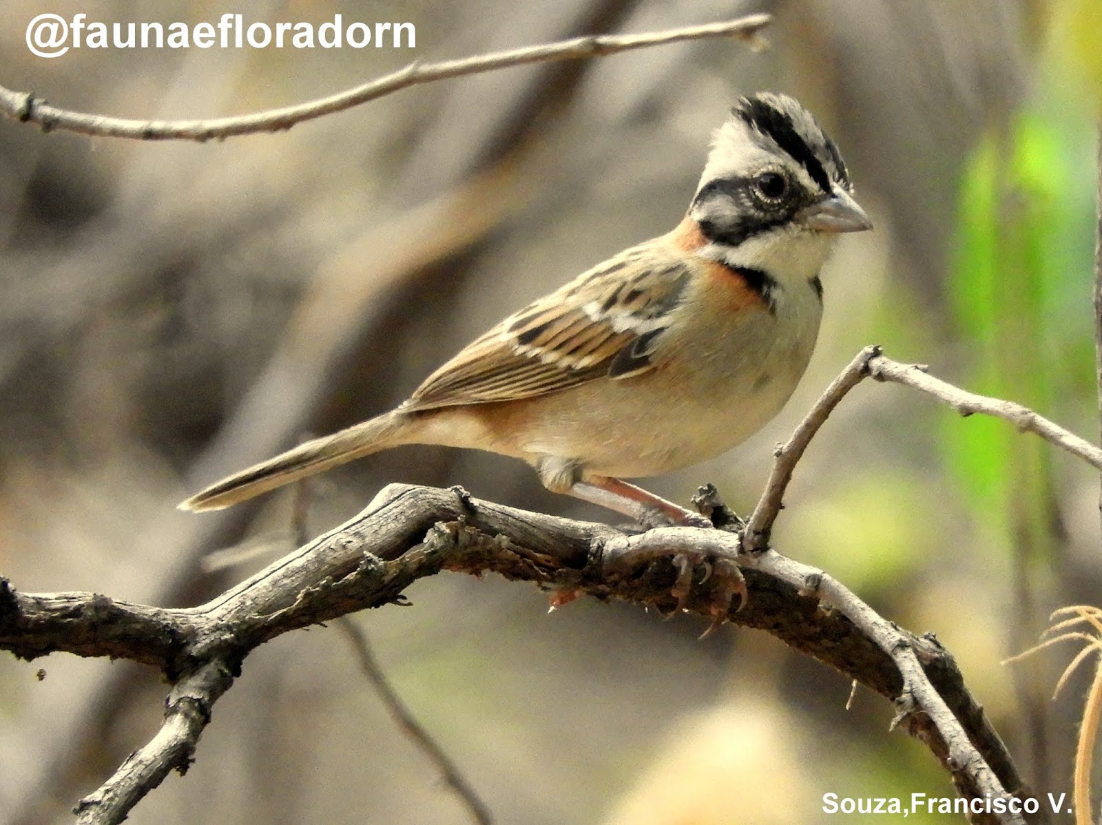 FAUNA E FLORA DO RN: Tico-tico Zonotrichia capensis (Statius Muller ...