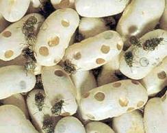 Controle de Pragas : Caruncho – Nomes Científicos: Caruncho da Farinha ...