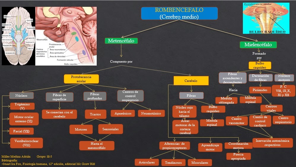 Fisiología básica: Rombencéfalo (Metencéfalo y Mielencéfalo)