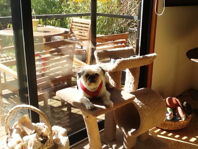 Skeptical Bystander Neko Munchkin The Catio