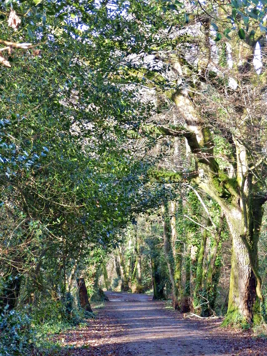 Mike's Cornwall: Walking at Pentewan, Cornwall: River, Woods and Trees