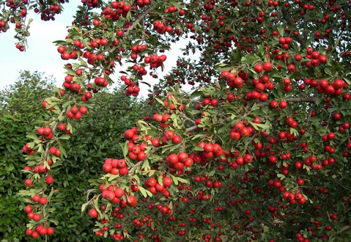 "S" obéit et "R" agit: Azérole