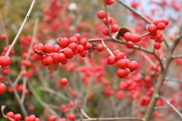 The Phytophactor: Friday fabulous flower - Berry pretty, pretty red