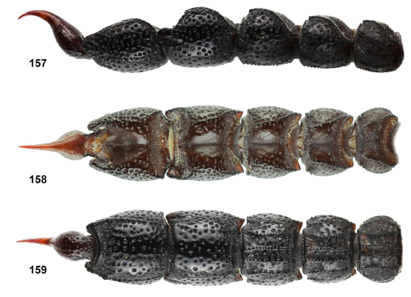 The Scorpion Files Newsblog: Six new species of Orthochirus from Iran