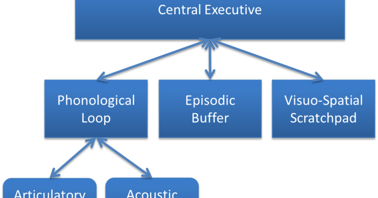 What is the phonological loop?