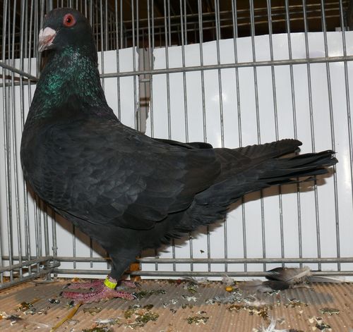Piacentino italian pigeon breeds - Pigeons fall
