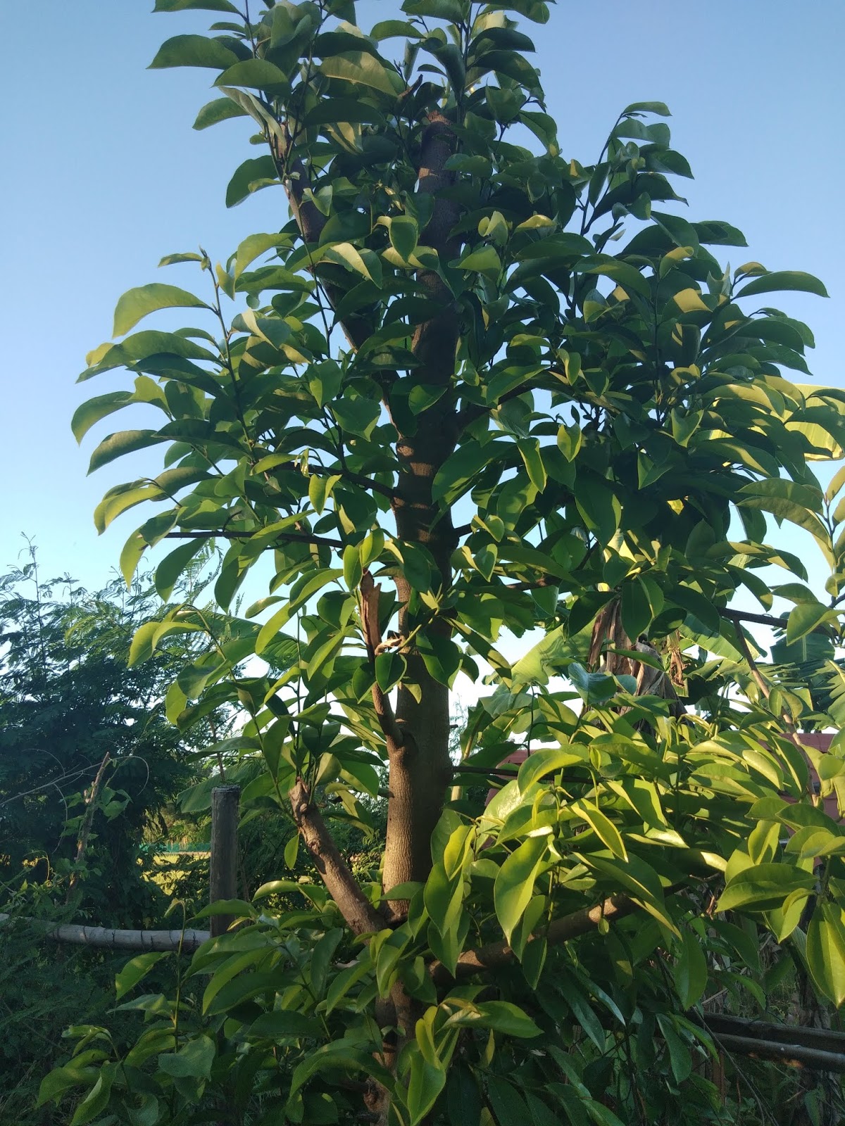 AthenaJackson0220: Iba't Ibang Uri ng Punongkahoy at Bungang Kahoy