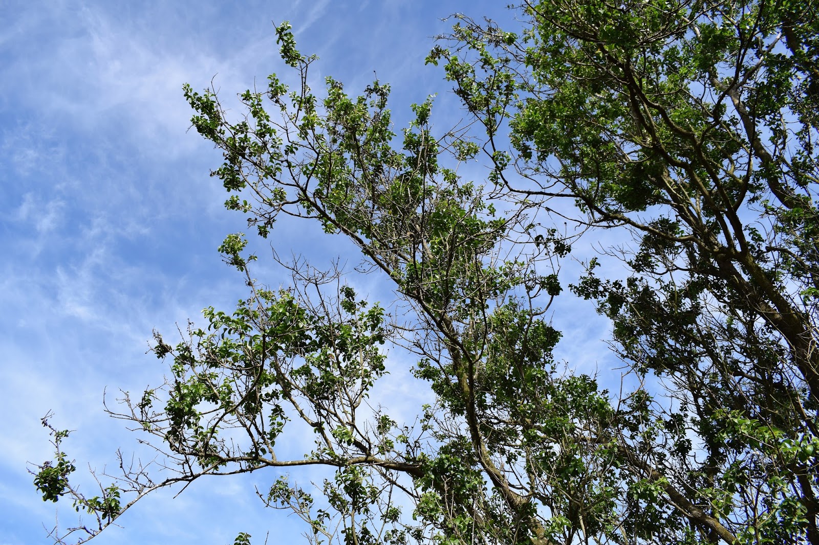 Fernando Ruz: Plantas nativas de Chile: Quillay, küllay, Quillaja saponaria