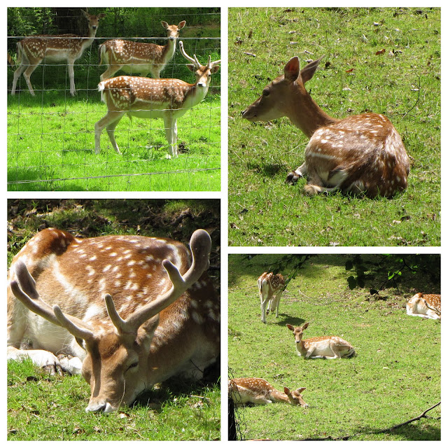 The Glebe Blog: Dean Castle Country Park July 2011