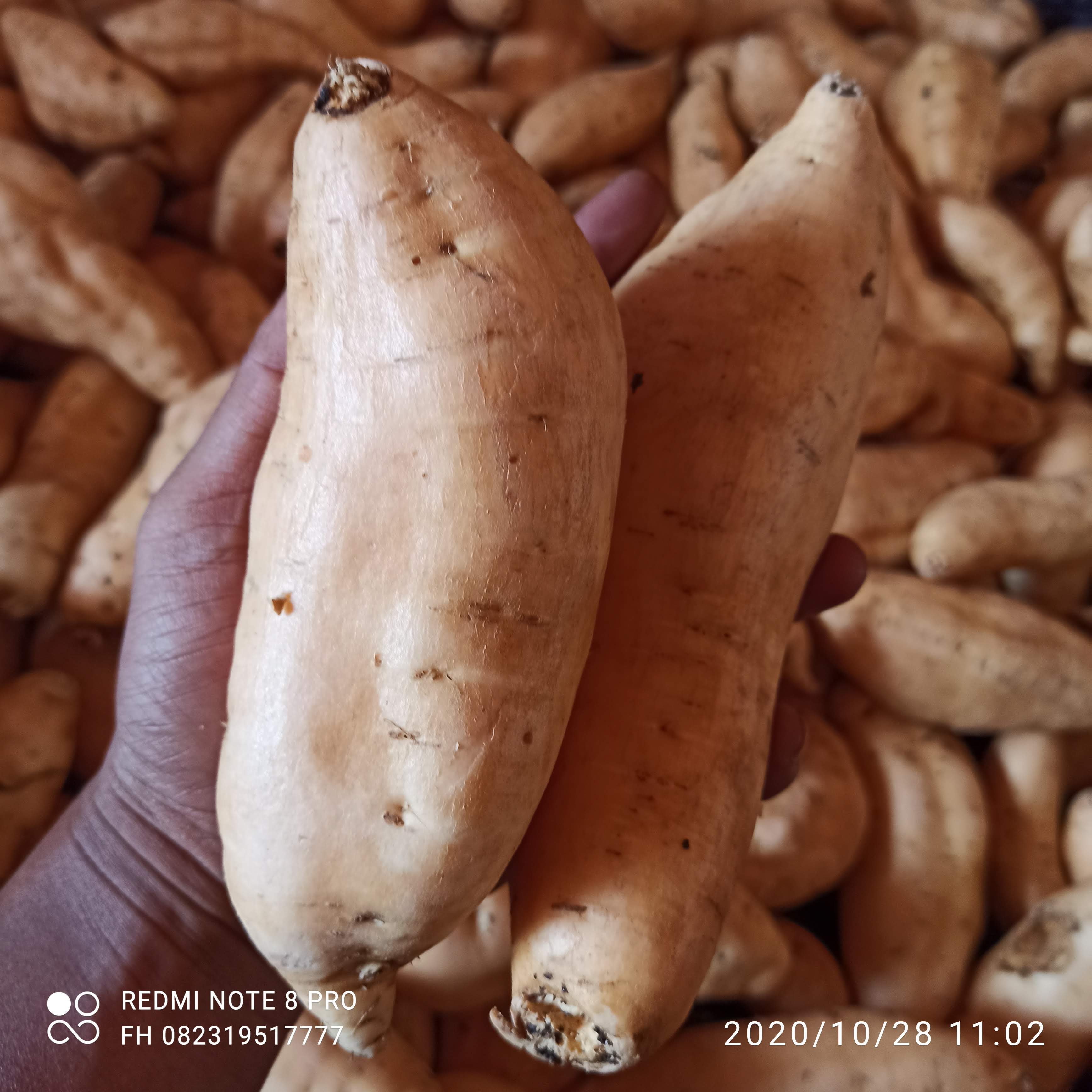 Klasifikasi Ubi Cilembu Berdasarkan Ukuran (A, AB, C/TO, Ares)