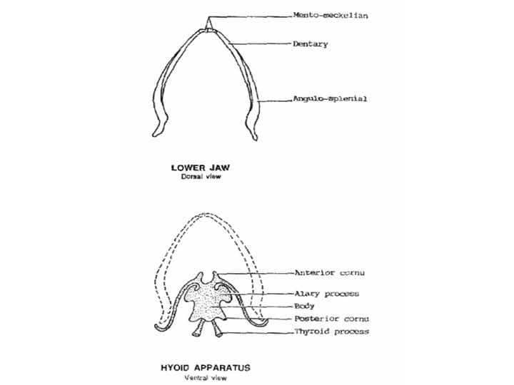 amphibians: Lower jaw and Hyoid apparatus of the frog