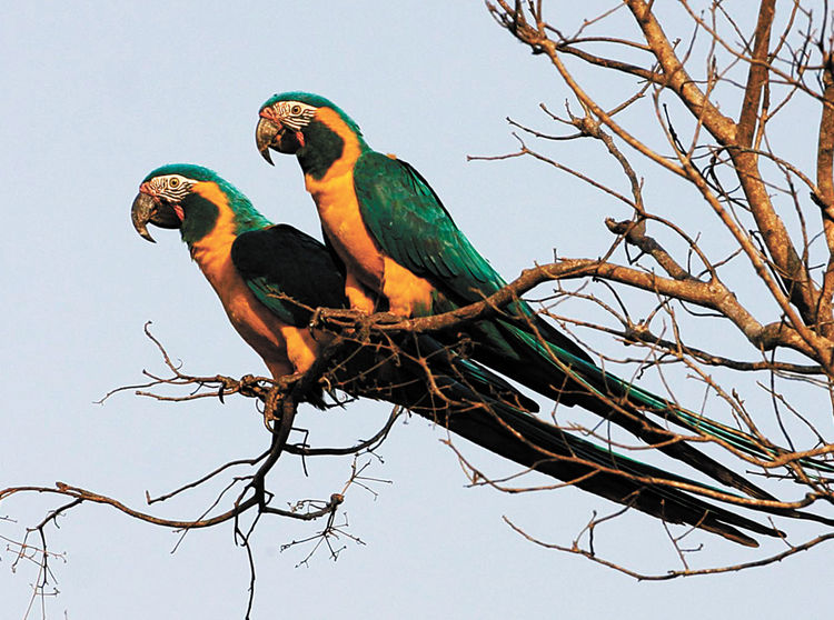 MadalBo: Paraba azul, cóndor y peta, en peligro de desaparecer