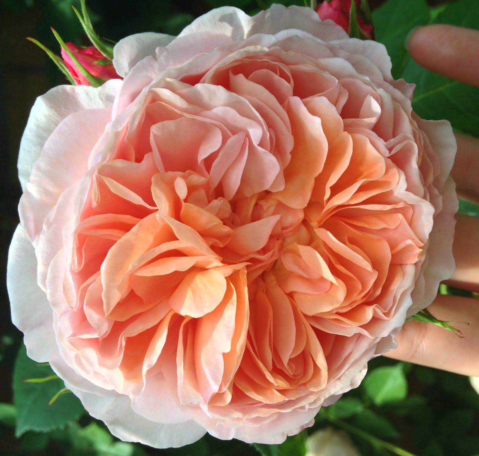 Top David Austin Roses at Robert Bullock blog