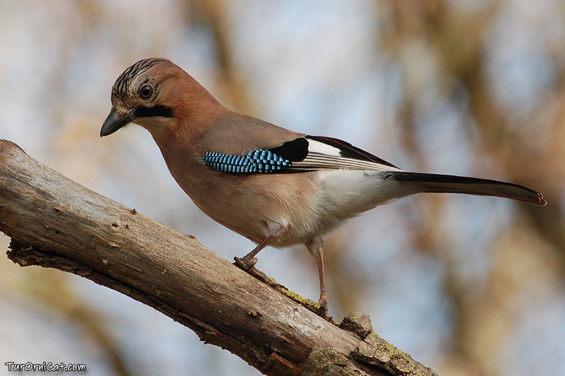 Birding Catalunya: Ocells a l'Estany de Banyoles (Pla de l'Estany)