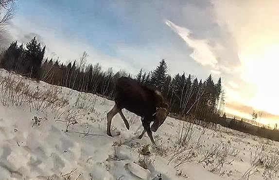 Un alce toma venganza de su captor al ser liberado - Seamos Mas ...