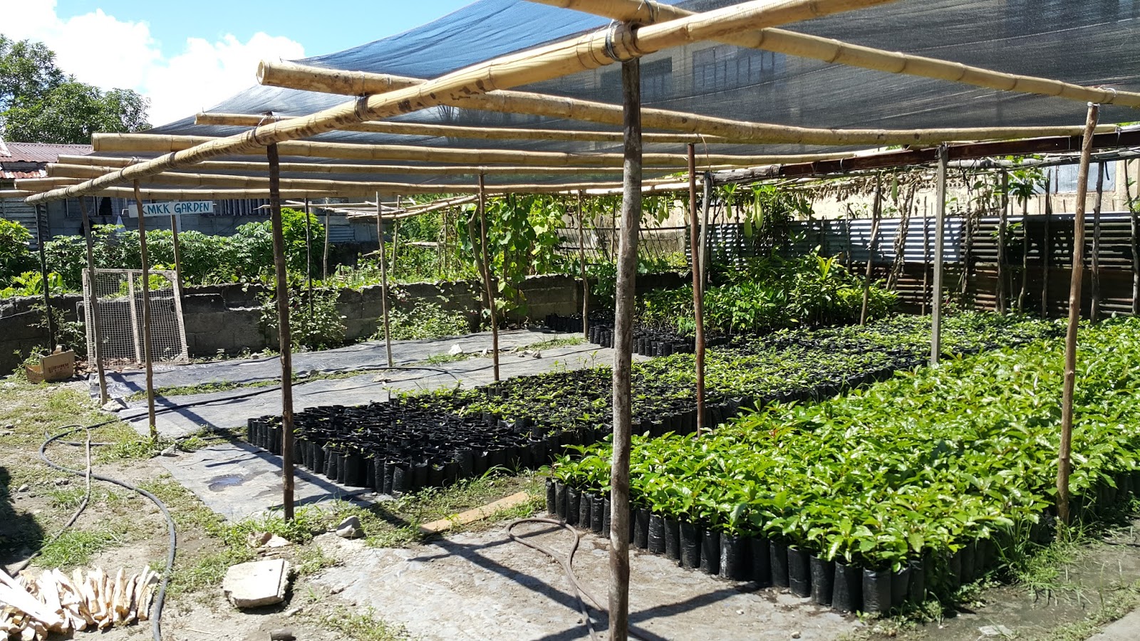 Lake Mainit of the Philippines: 2015.05.30 Barangay Quezon Nursery