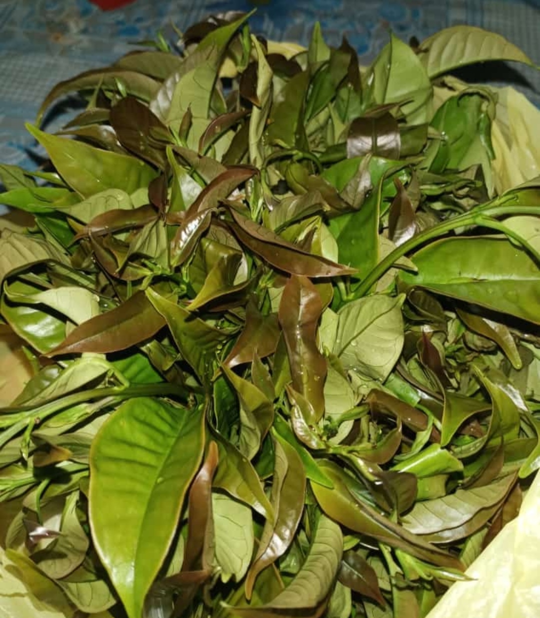 namakucella: NASI GORENG SARDIN & ULAM PUCUK SAMAK