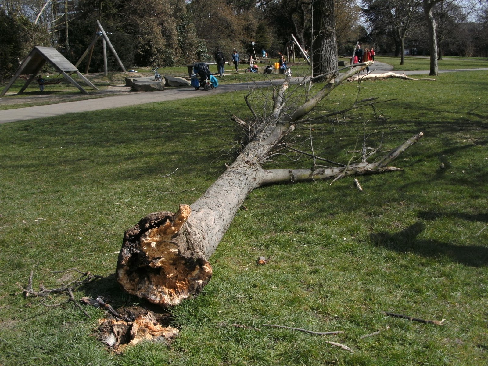 Friends of Mayow Park: Turning a fallen tree into seating