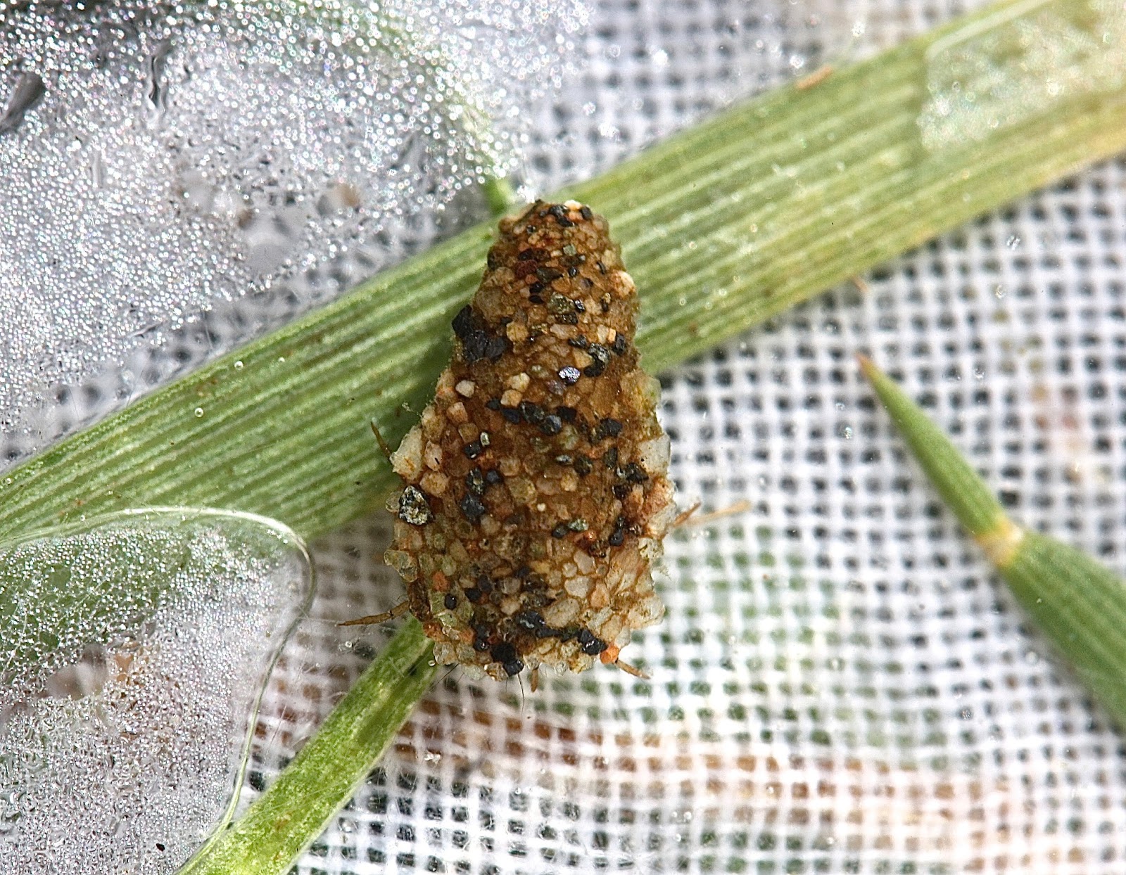 Aquatic Insects of Central Virginia: "Lumpers" and "Splitters" and the ...