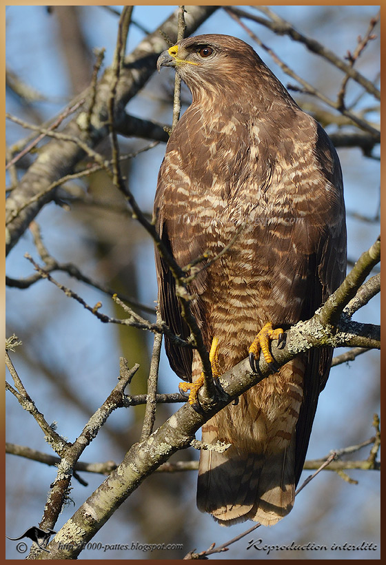 WILDLIFE GATEWAY: Buse variable - Buteo buteo