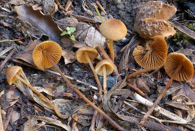 Funghi Teramani: Conocybe rickeniana P.D. Orton