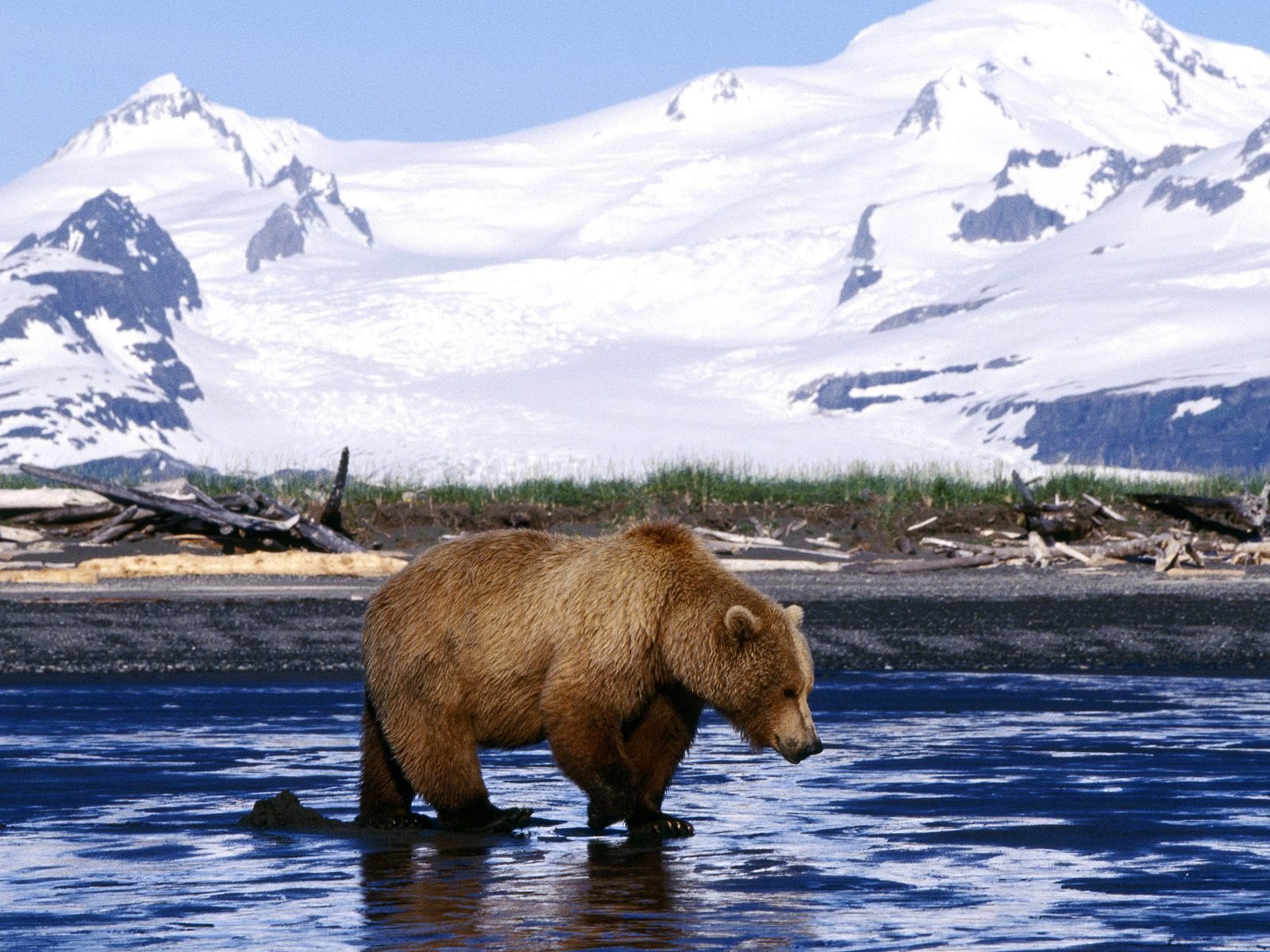 Wallpapers oso grizzly - Imagui