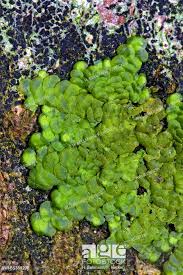 PLANT FAMILIES OF PUERTO RICO AND FLORIDA PAPO VIVES: HEPÁTICA RADULACEAE