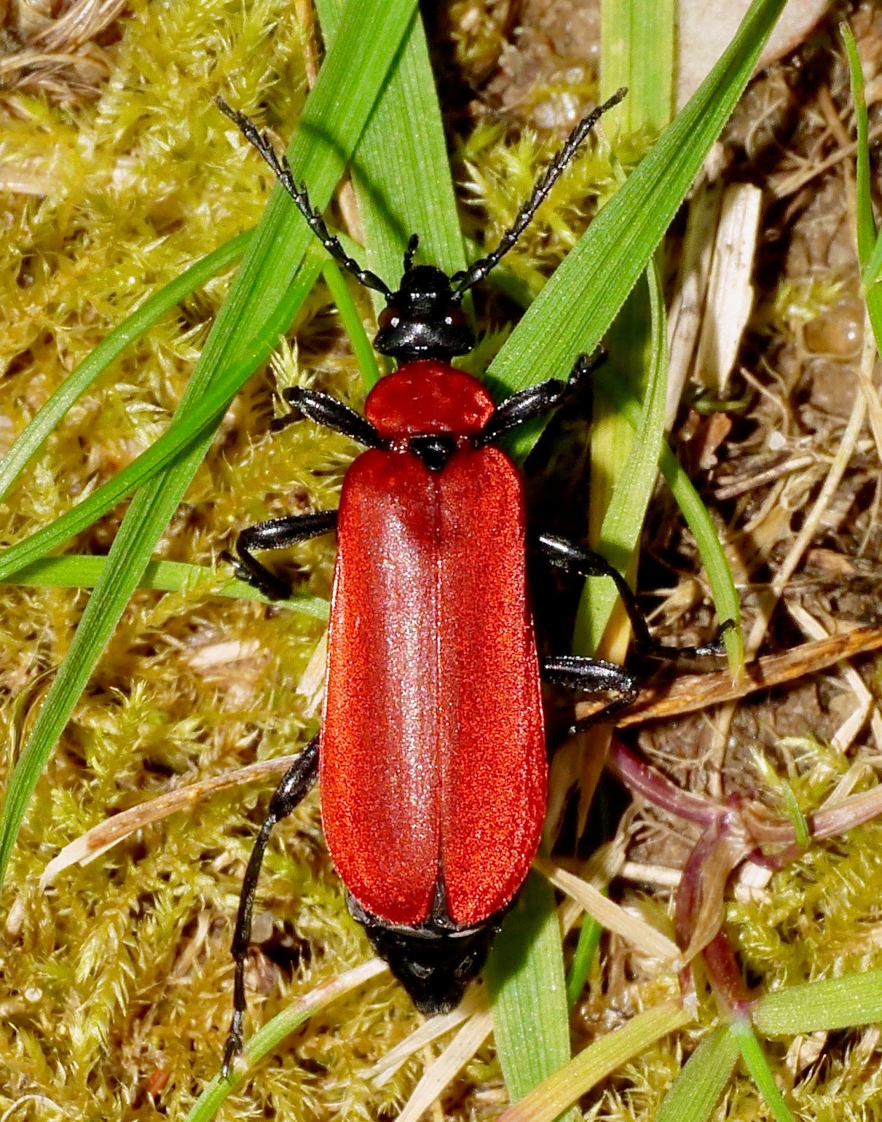 Northwest Norfolk Naturalists: Off Patch: a Black-headed Cardinal from ...