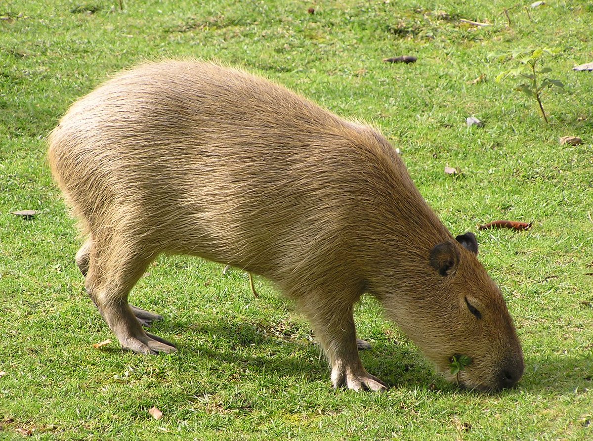 Capybara