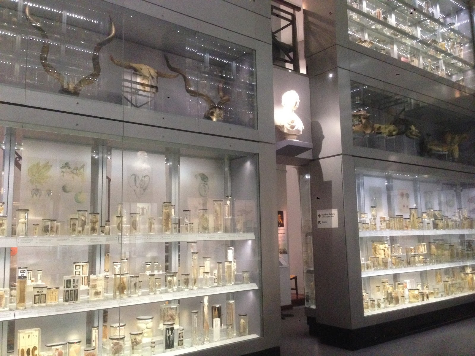 Hunterian Museum - London