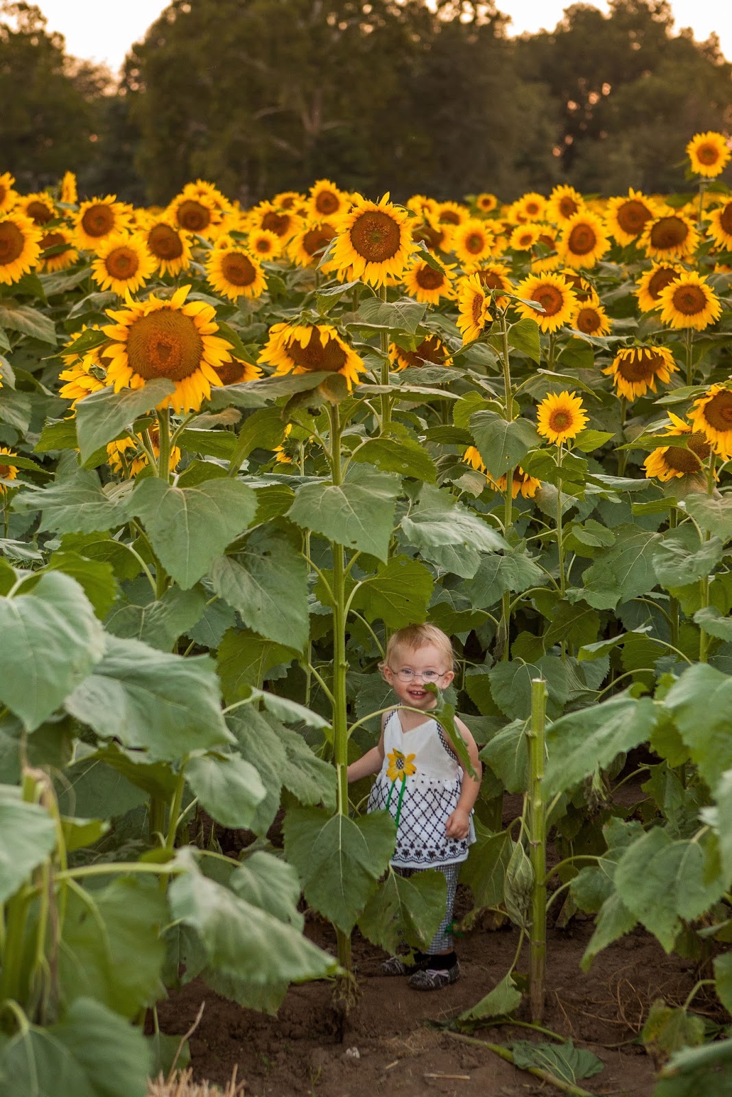 Calvin M. Photography: Trip to the sunflower patch