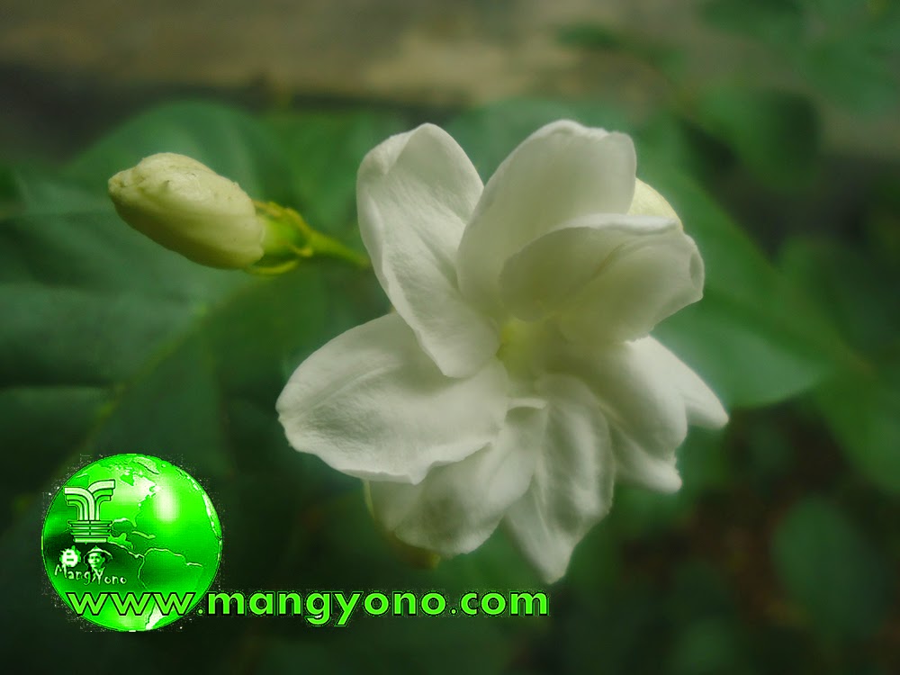 Wow 25+ Gambar Bunga Melati Di Taman - Gambar Bunga Indah