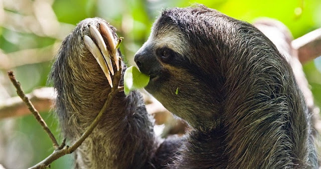 Tener un oso perezoso como mascota - Ecomundo